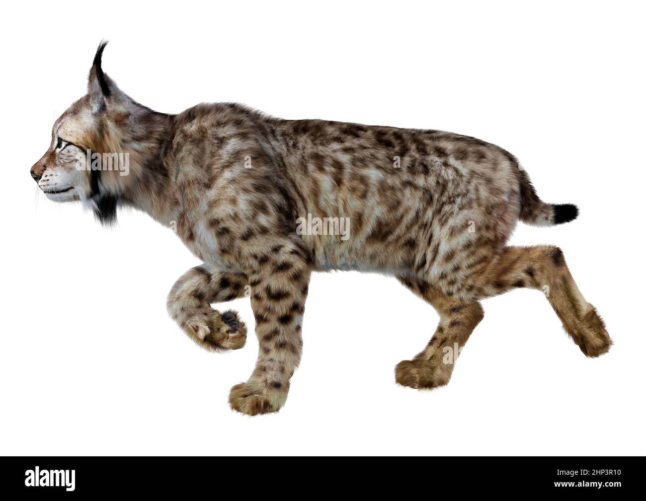 3D rendering of a wild lynx animal isolated on white background Stock ...