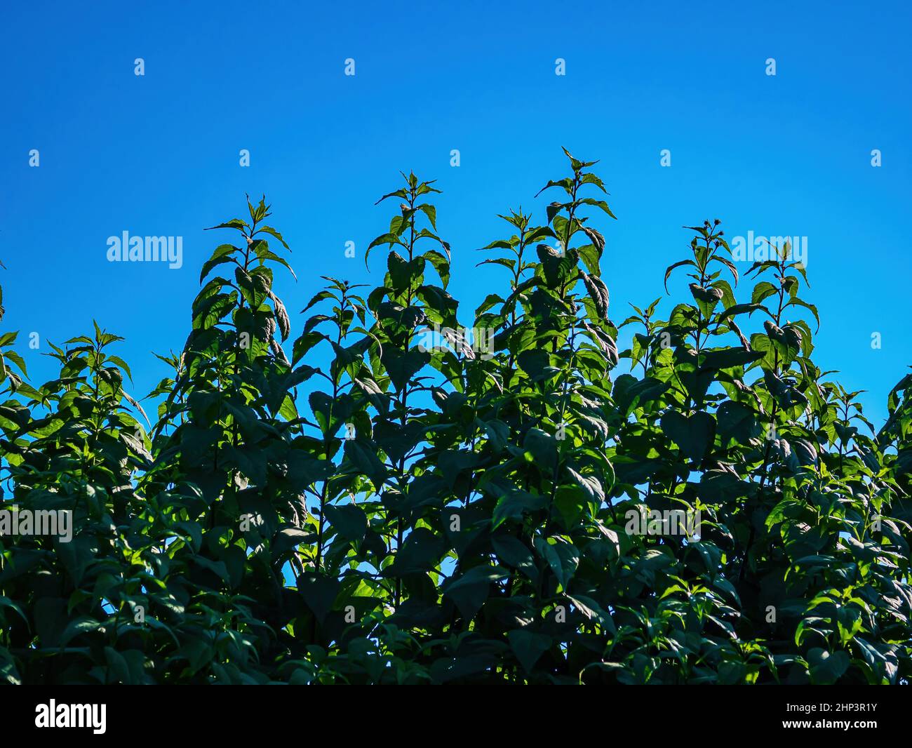 Green herb Helianthus tuberosus against the blue sky. Helianthus ...