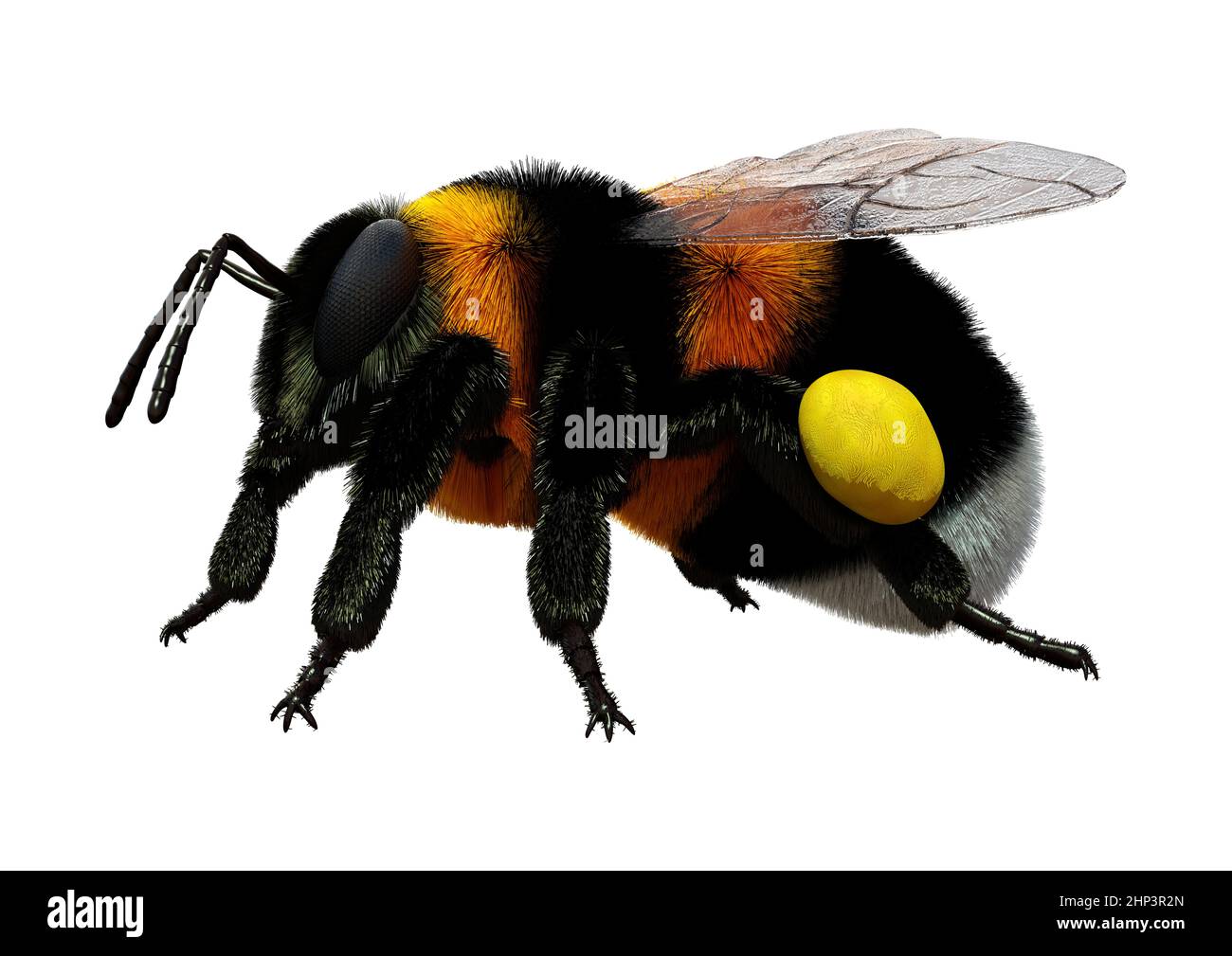 3D rendering of a bumblebee insect isolated on white background Stock ...