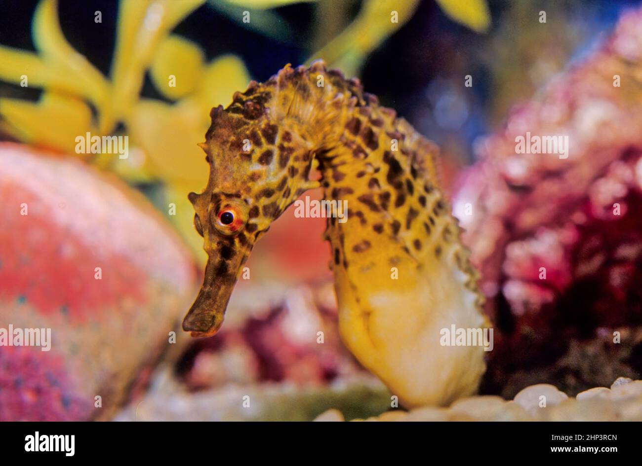A seahorse also written sea-horse and sea horse is any of 46 species of ...