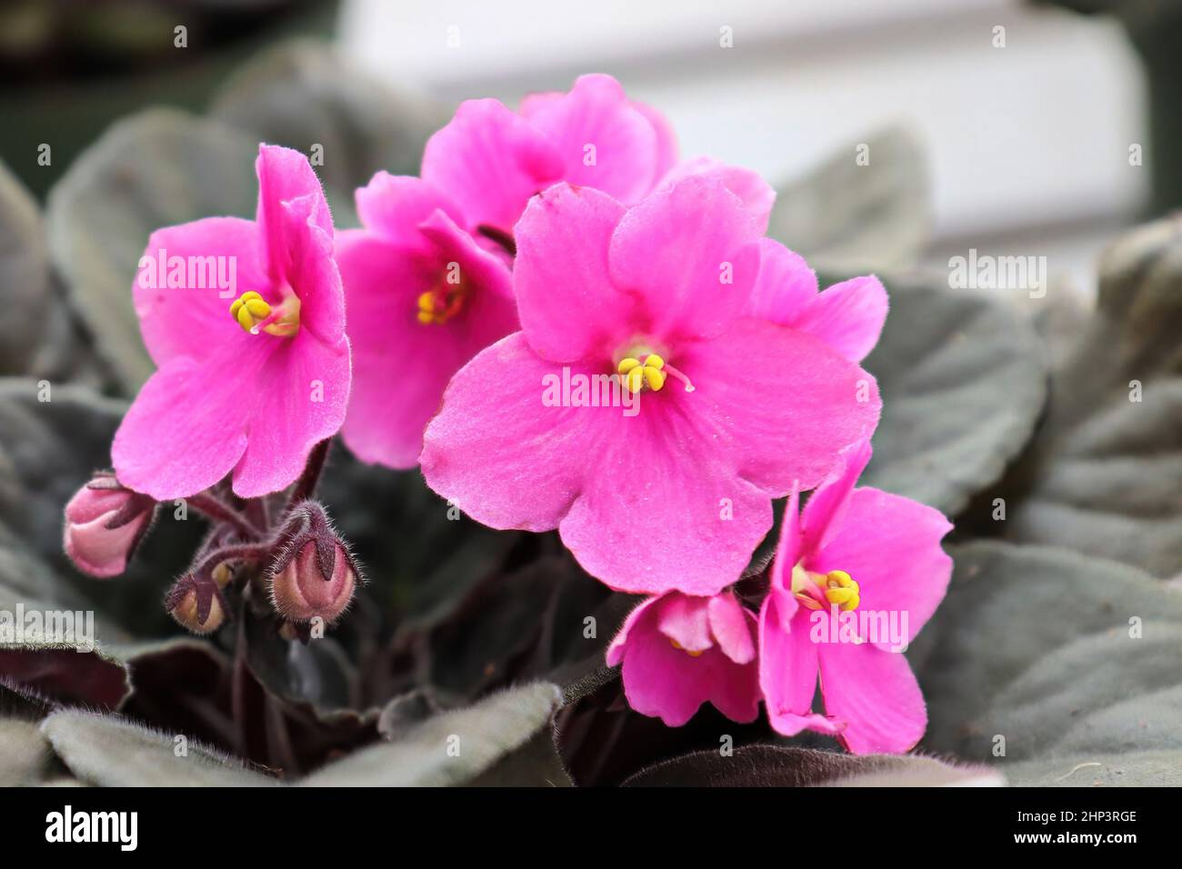 Closeup of pink African Violet flowers in bloom Stock Photo - Alamy