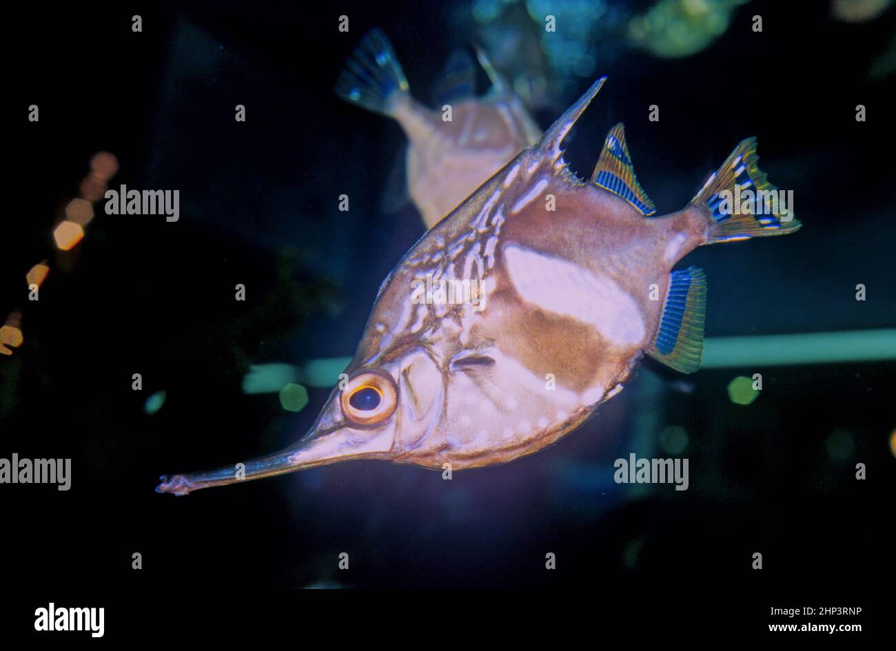 Bellowsfish hi-res stock photography and images - Alamy