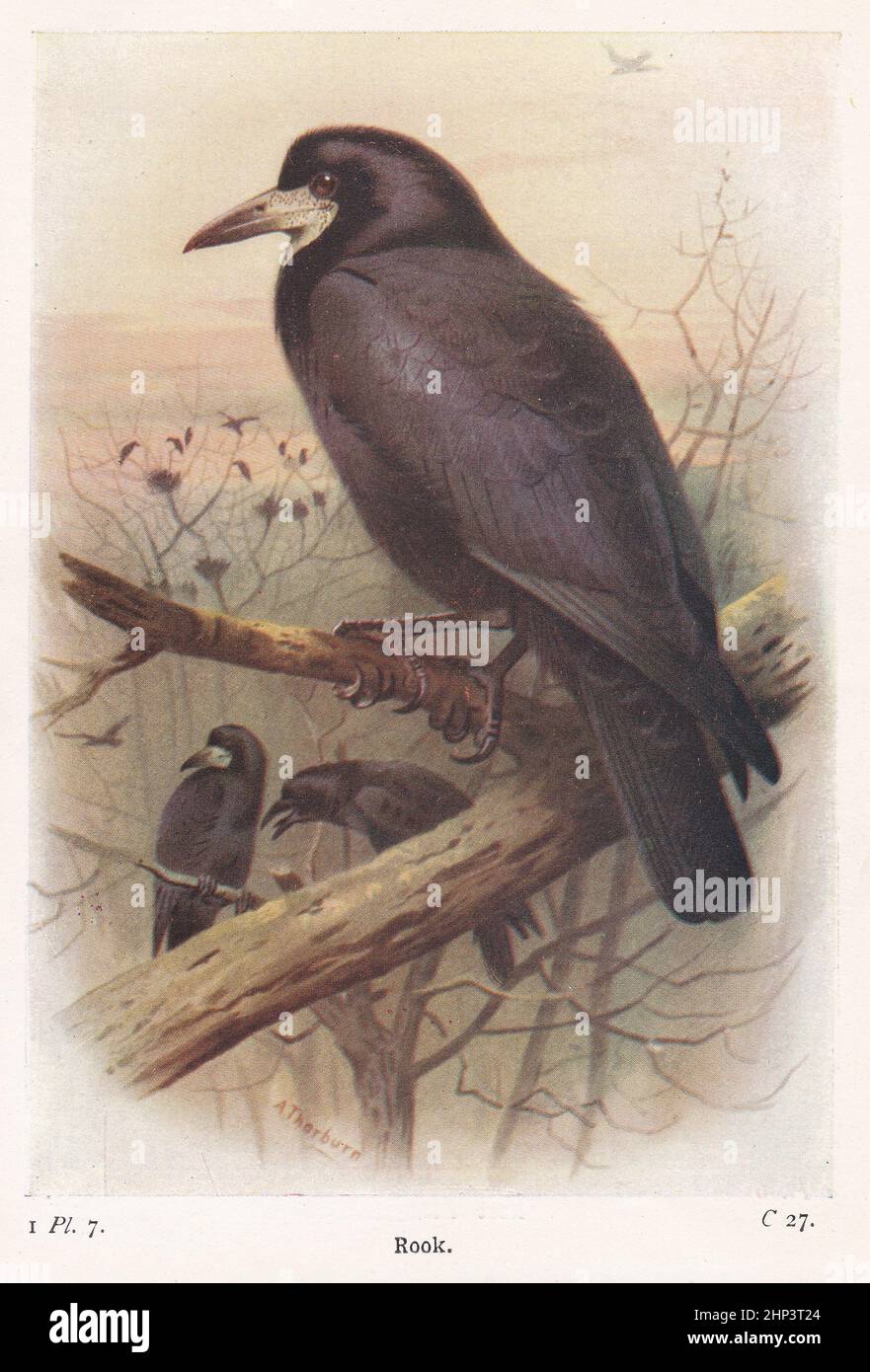Vintage illustration from the book 'The Birds of the British Isles and ...