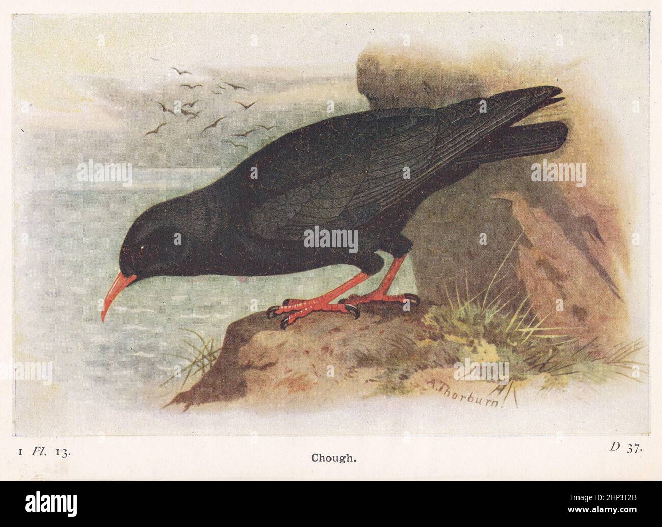 Vintage illustration from the book 'The Birds of the British Isles and ...