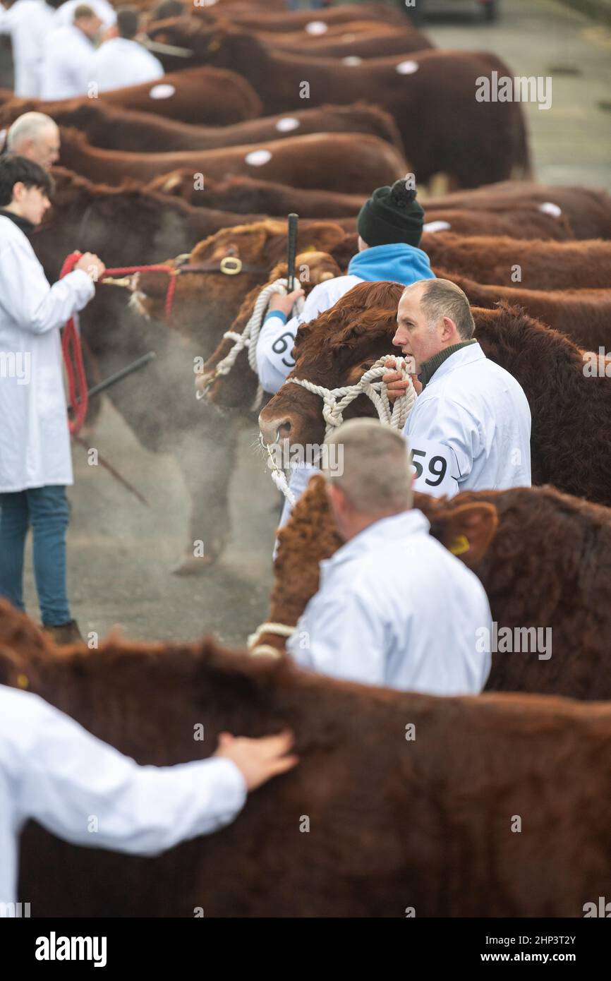 Parading Luing bulls at the breed sale at Castle Douglas, Dumfries and ...