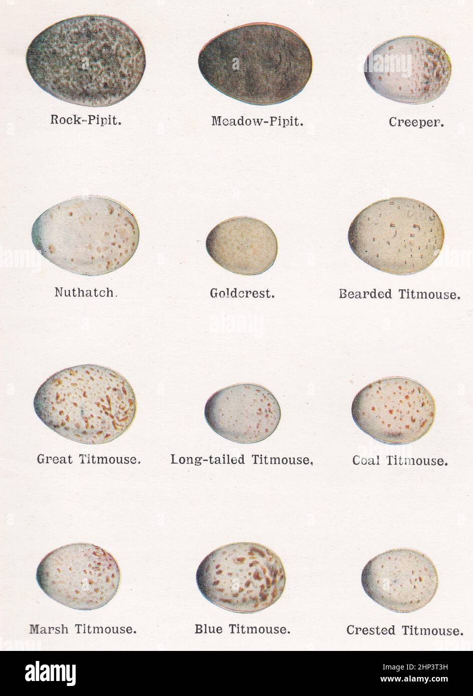 Goldcrest eggs hi-res stock photography and images - Alamy