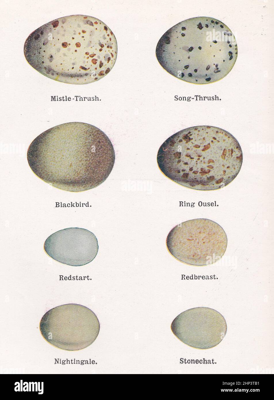 Vintage illustration from the book 'The Birds of the British Isles and ...