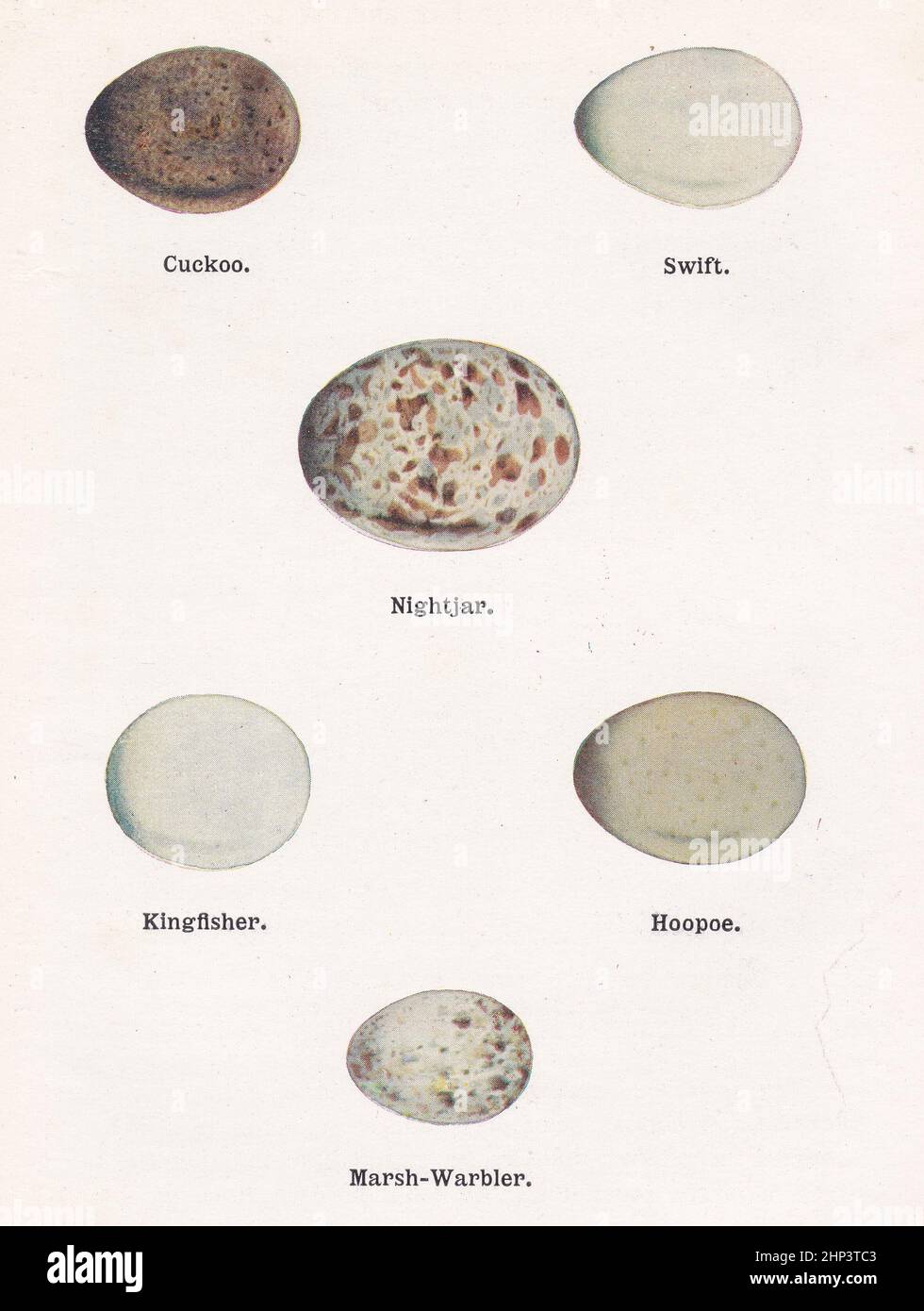 Vintage illustration from the book 'The Birds of the British Isles and ...