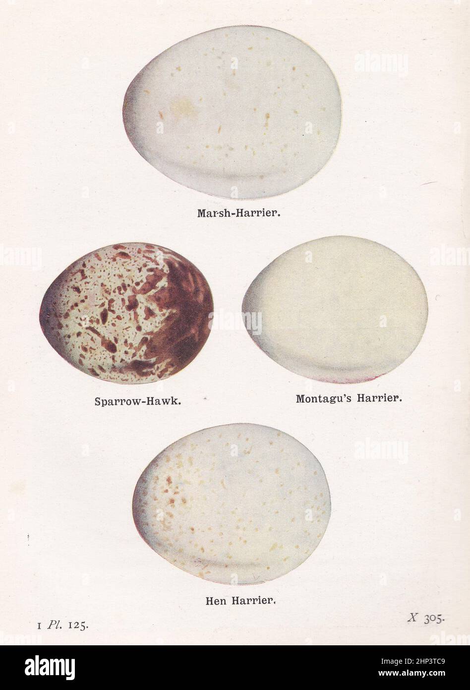 Vintage illustration from the book 'The Birds of the British Isles and ...