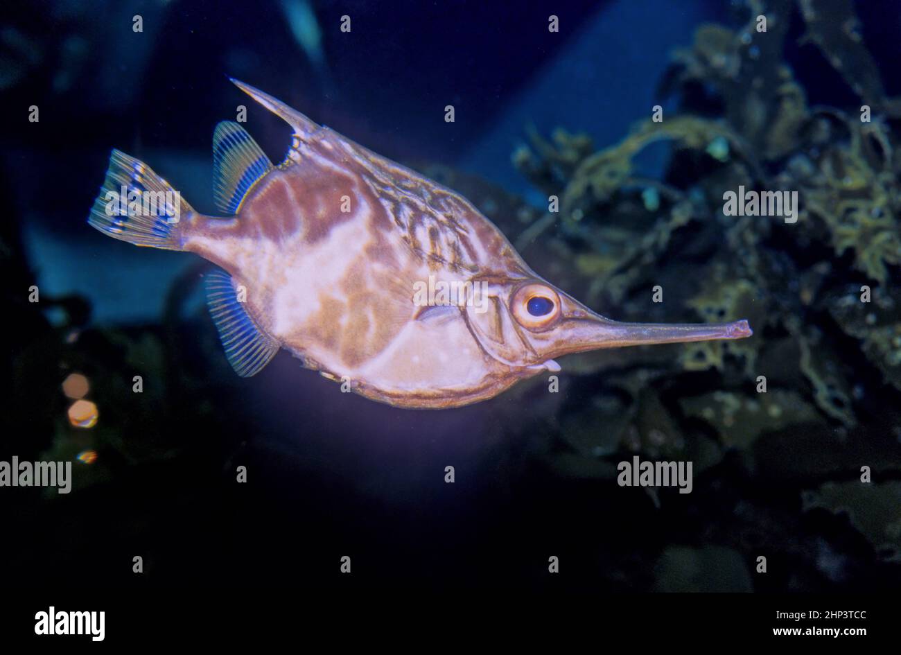 The crested bellowsfish or crested bellowfish, Notopogon lilliei, is a ...