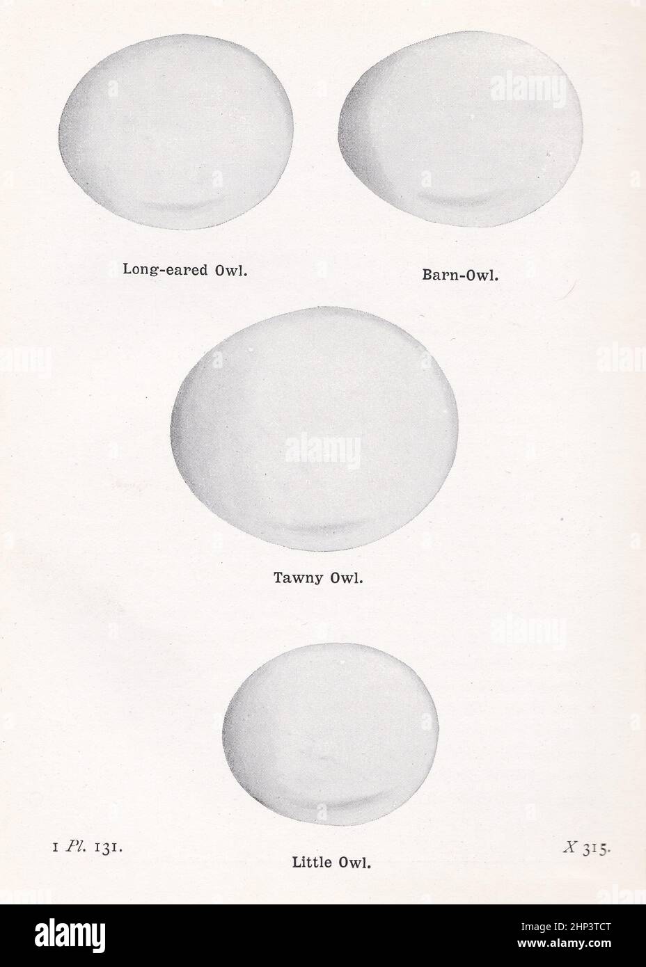 Vintage illustration from the book 'The Birds of the British Isles and ...