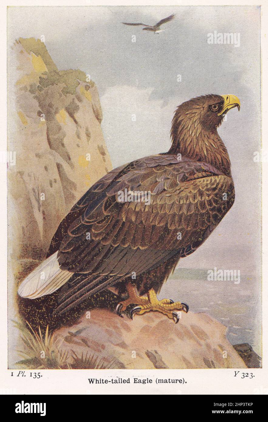 Vintage illustration from the book 'The Birds of the British Isles and ...