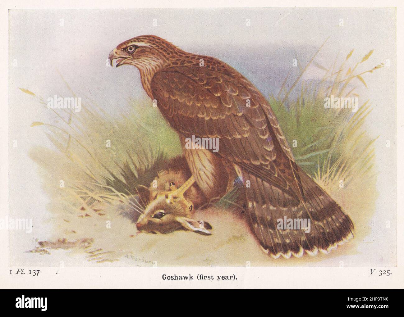 Vintage illustration from the book 'The Birds of the British Isles and ...