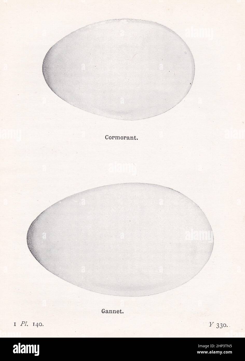 Illustration of a cormorant hi-res stock photography and images - Alamy