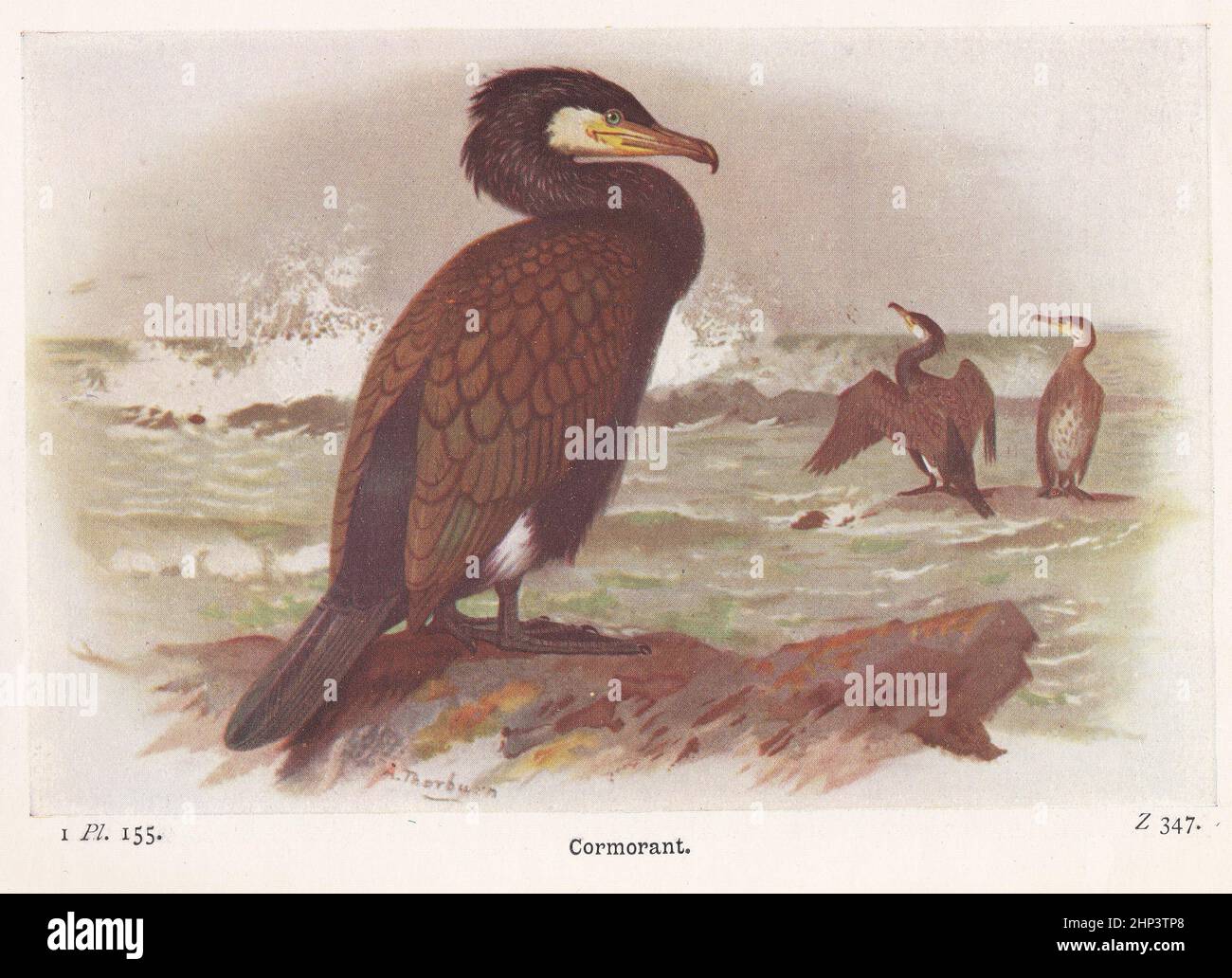 Vintage illustration from the book 'The Birds of the British Isles and ...