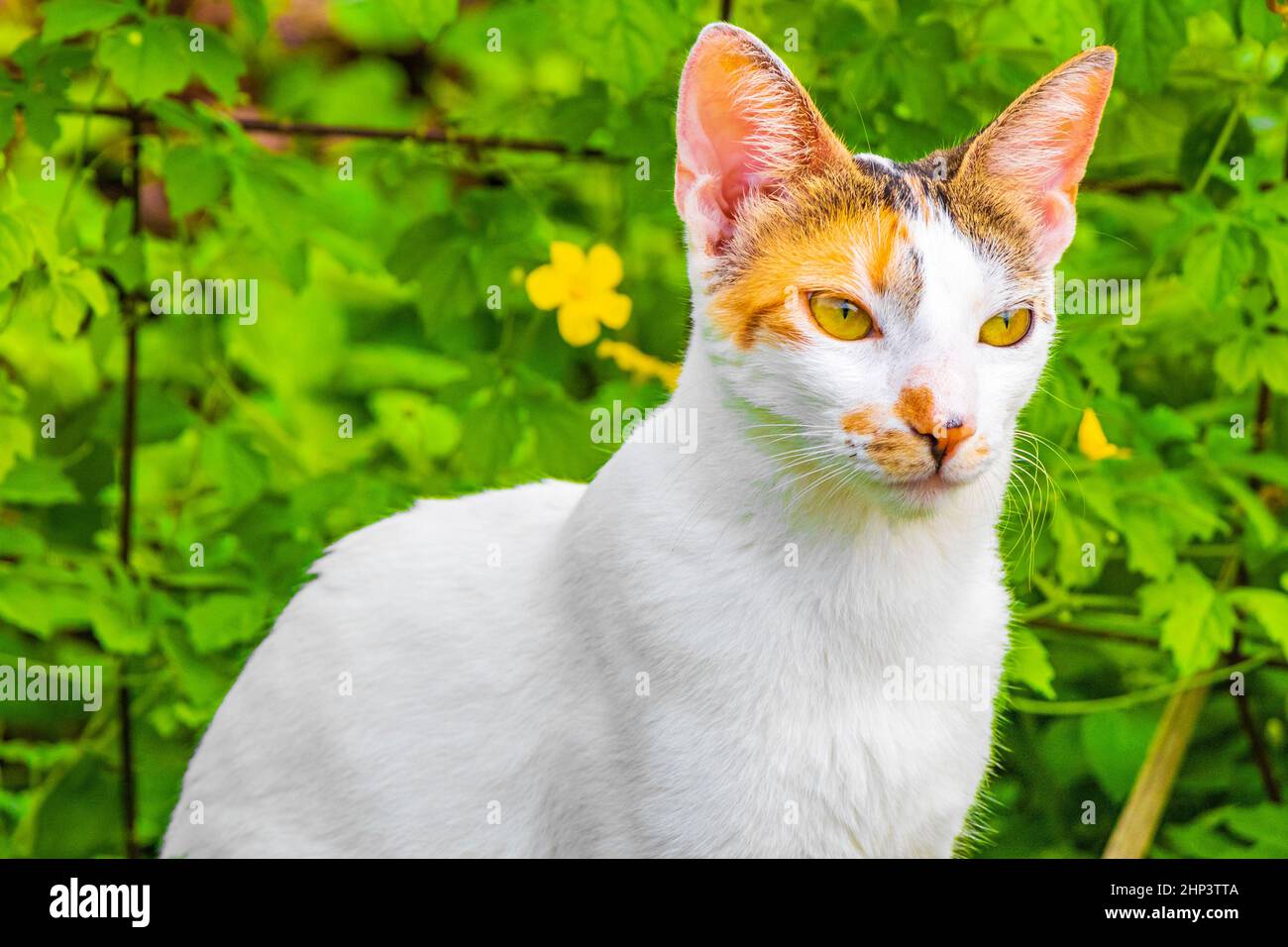 Portrait of a Mexican white cat while looking lovely and cute in the ...