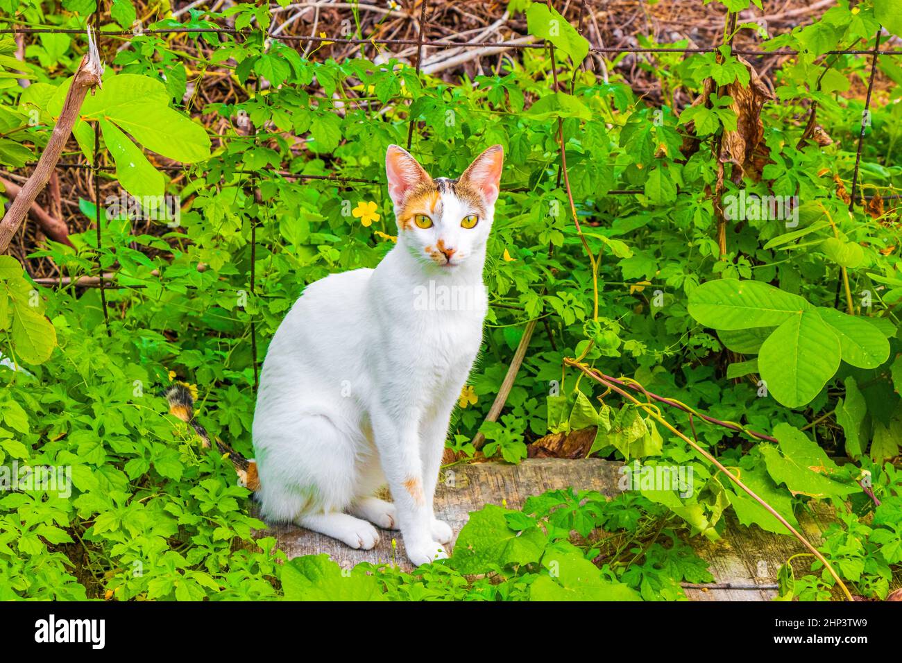 Portrait of a Mexican white cat while looking lovely and cute in the ...
