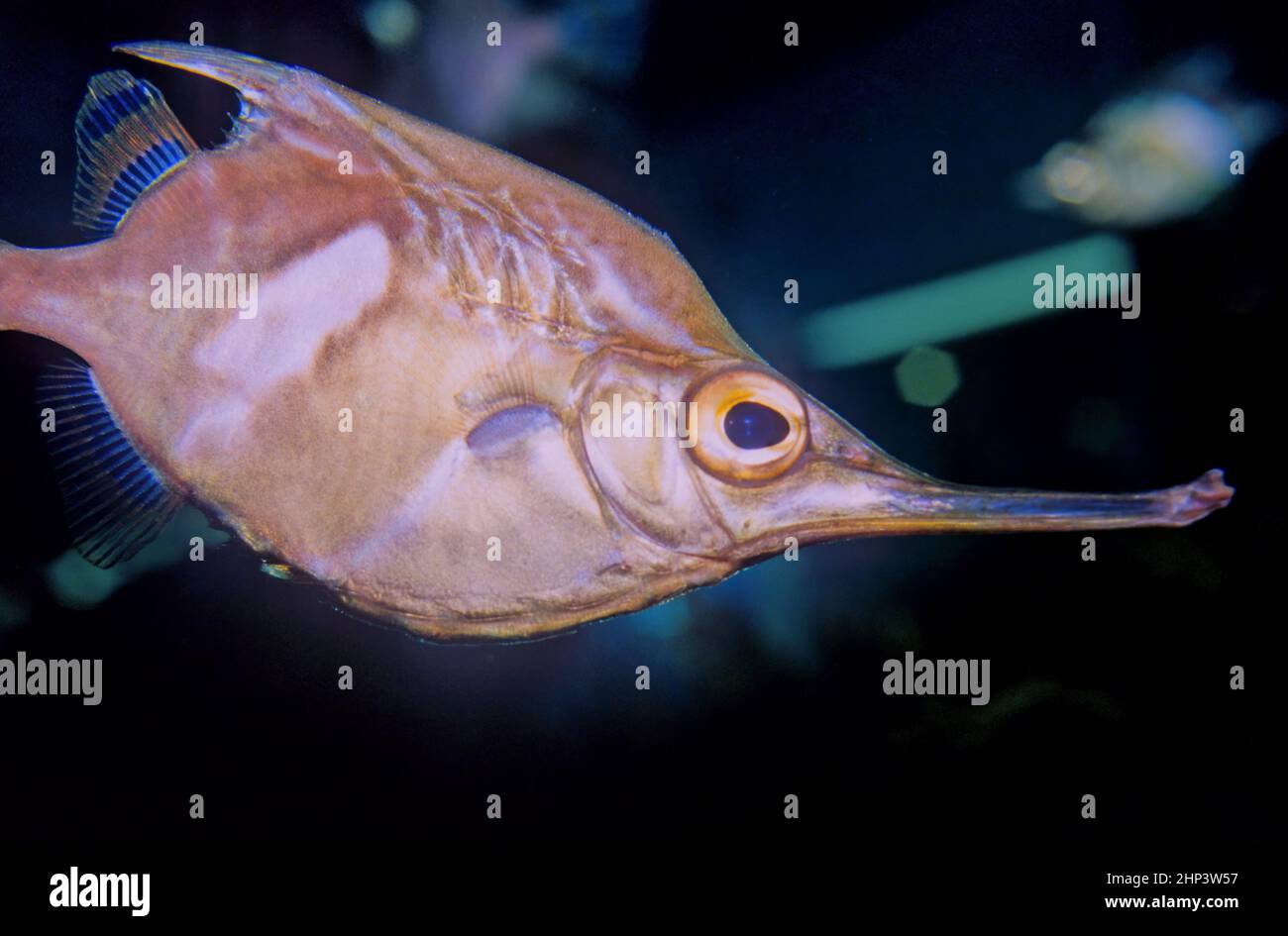 The crested bellowsfish or crested bellowfish, Notopogon lilliei, is a ...