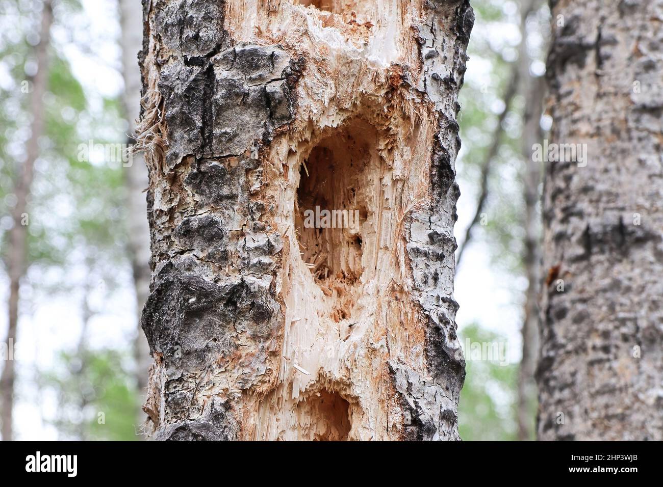 Woodpecker pecked tree hi-res stock photography and images - Alamy