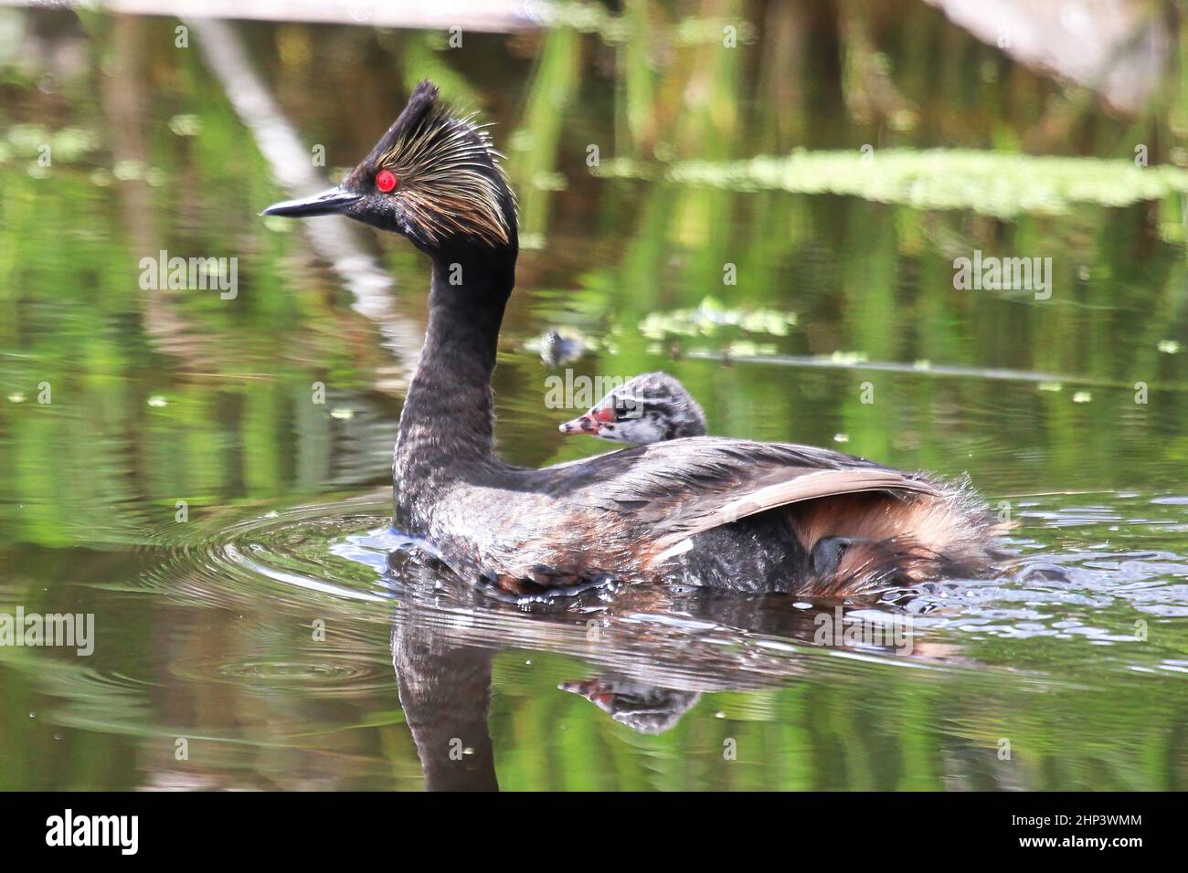 Immature eared grebe hi-res stock photography and images - Alamy