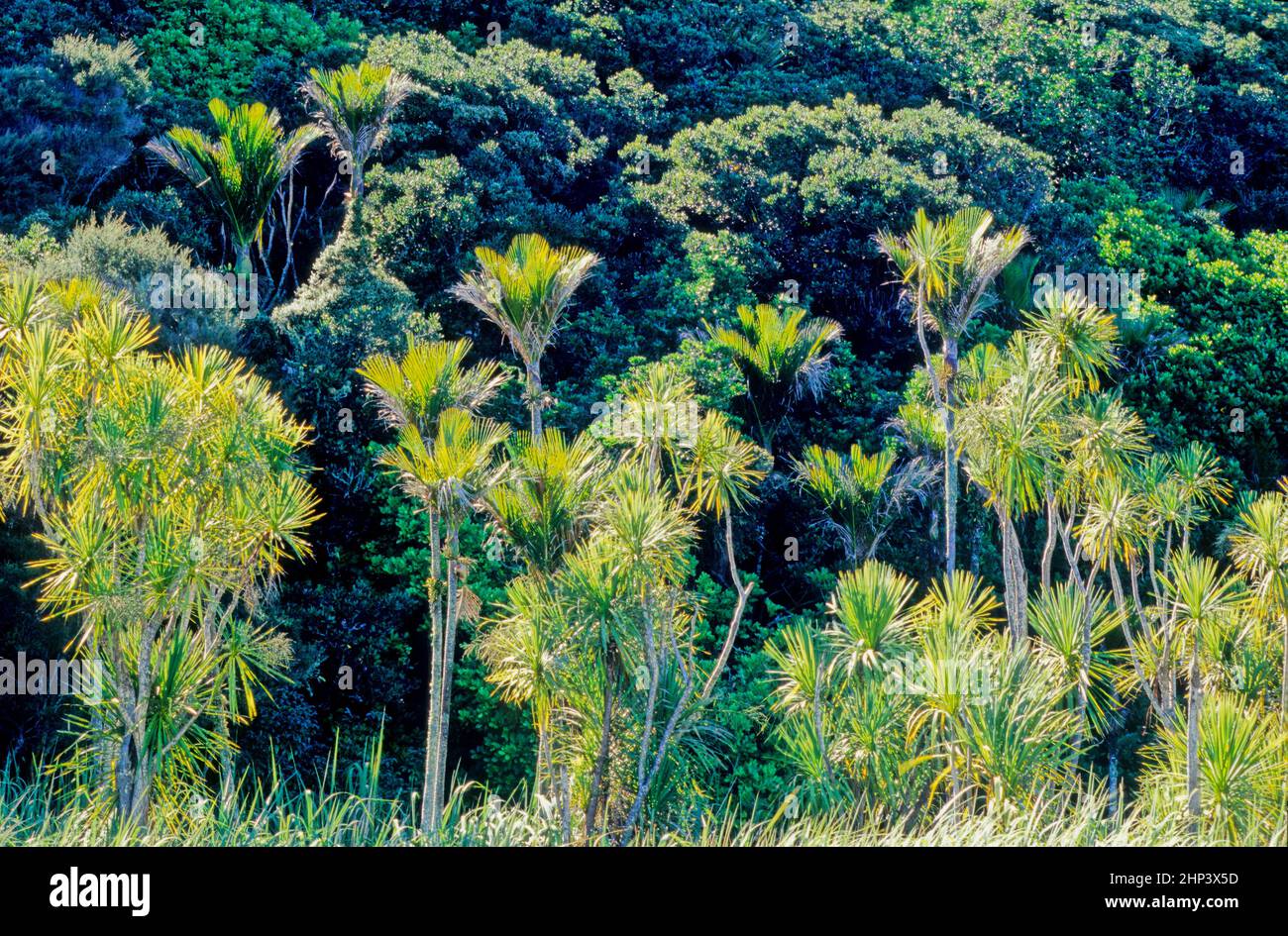 Rhopalostylis sapida, nīkau Māori: nīkau or nikau is a palm tree ...