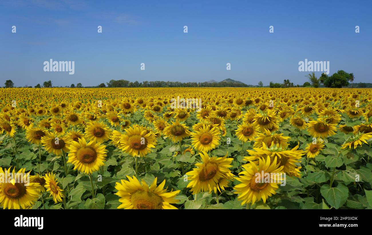 Beautiful landscape sunflower field hi-res stock photography and images ...