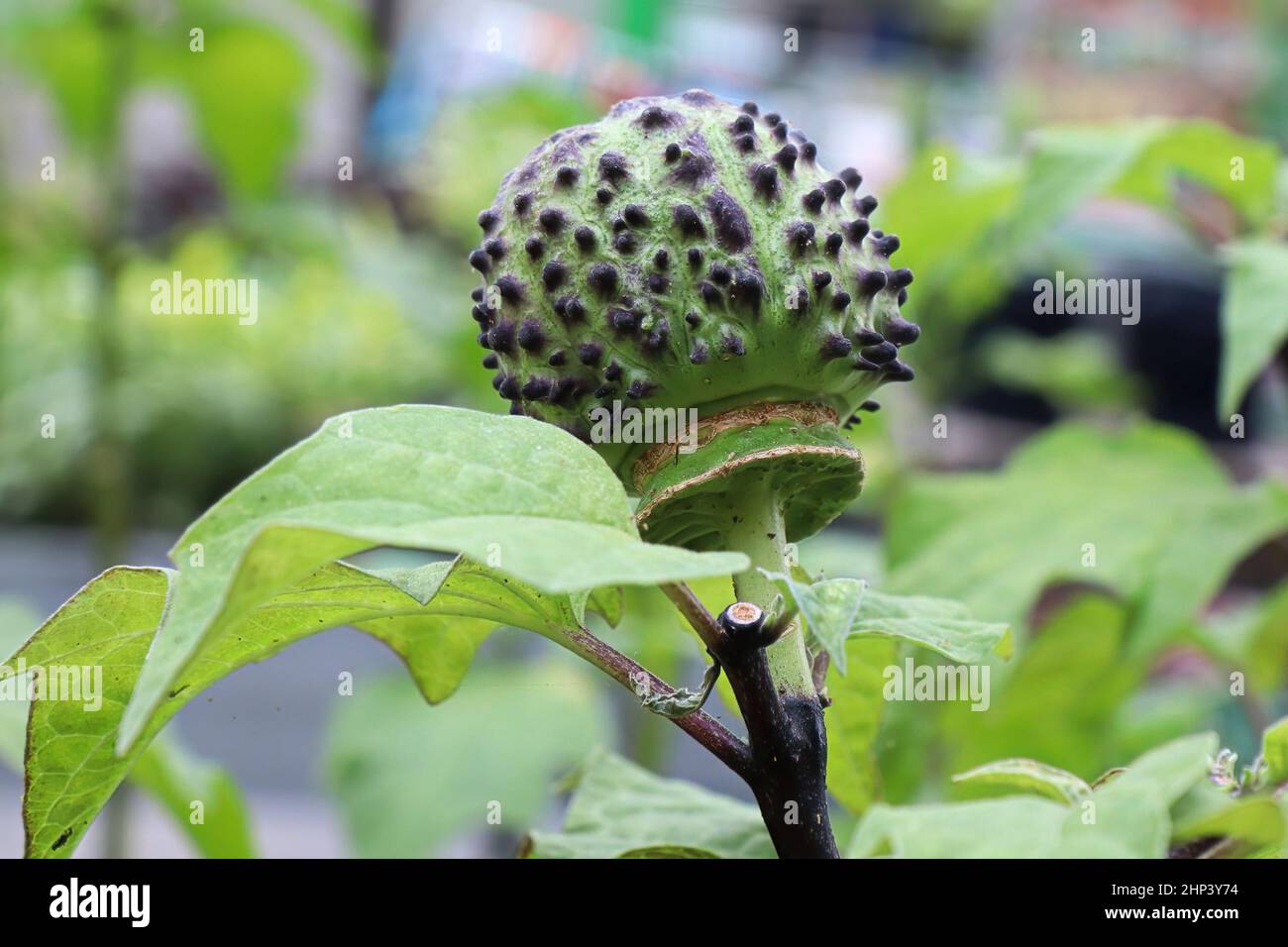 Macro of the seed pod on a datura plant Stock Photo - Alamy