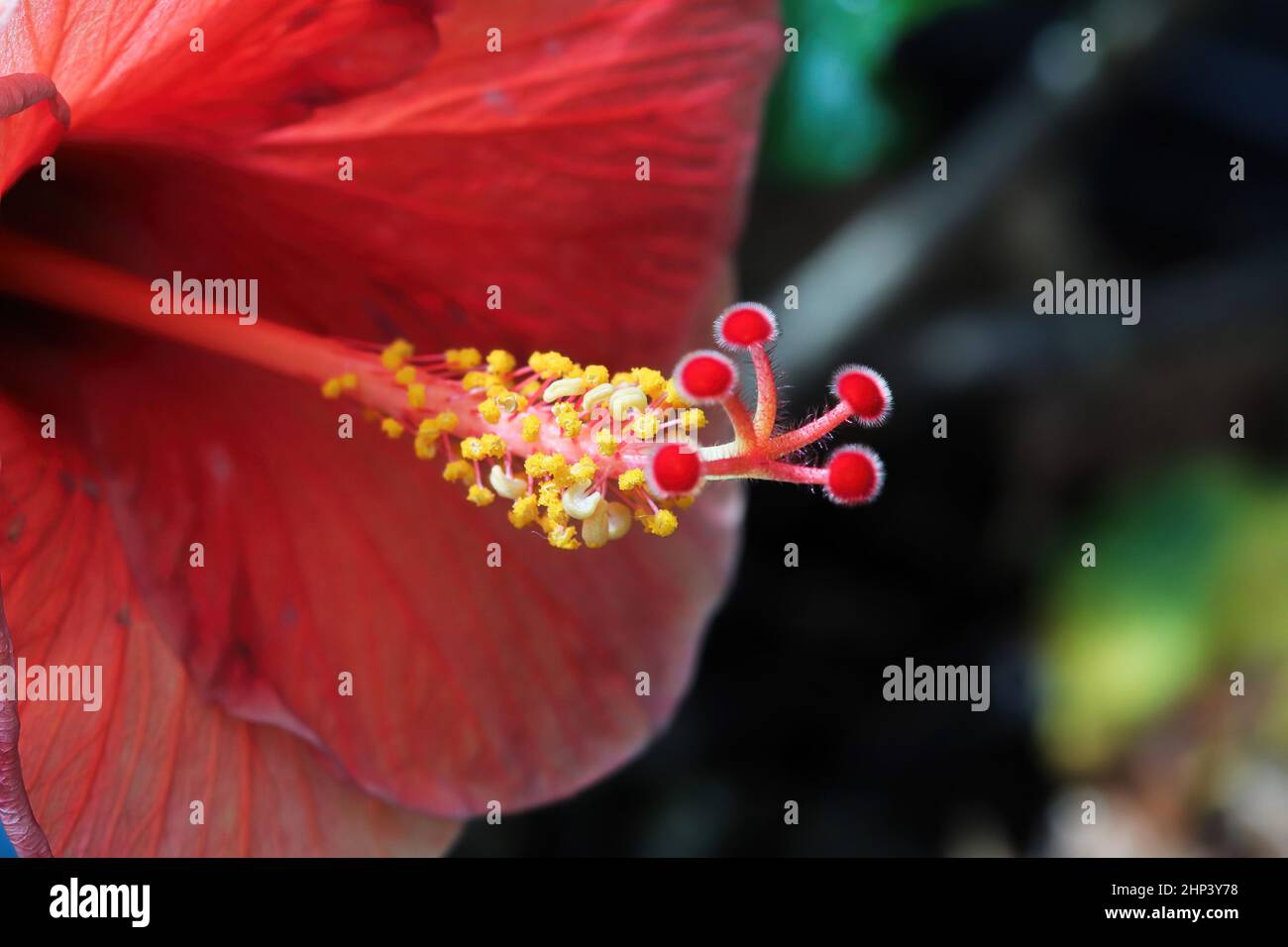 Macro of the stigma and stamen on a Hibiscus flower Stock Photo - Alamy