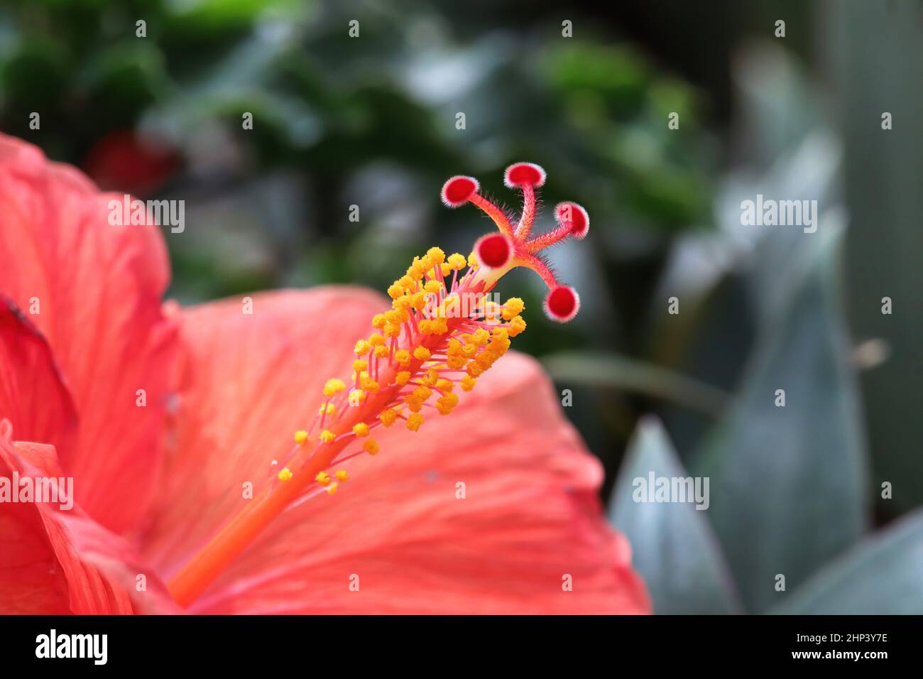 Macro of the stigma and stamen on a Hibiscus flower Stock Photo - Alamy