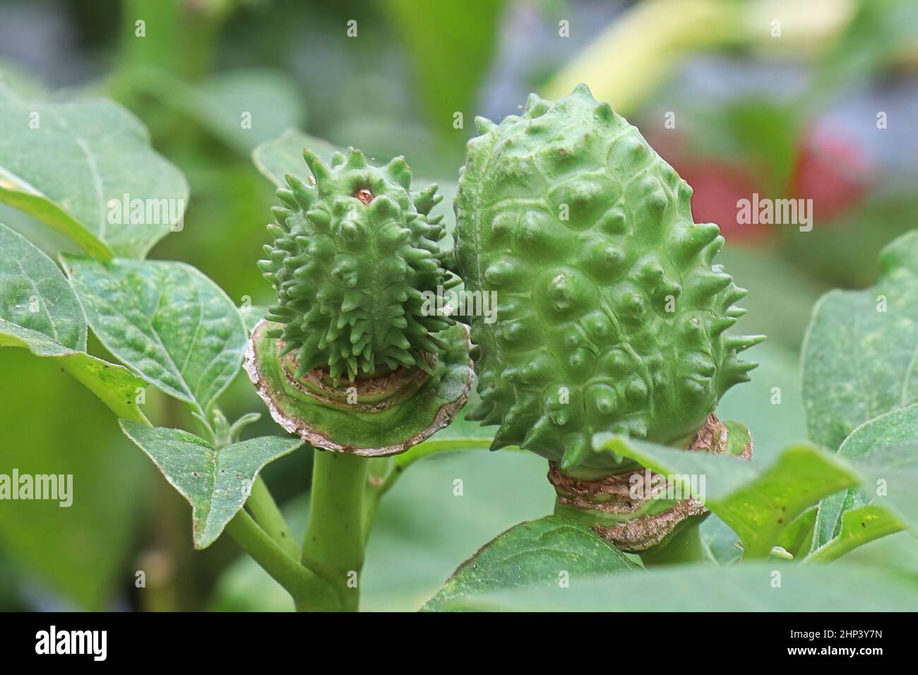 Macro of the seed pod on a datura plant Stock Photo - Alamy