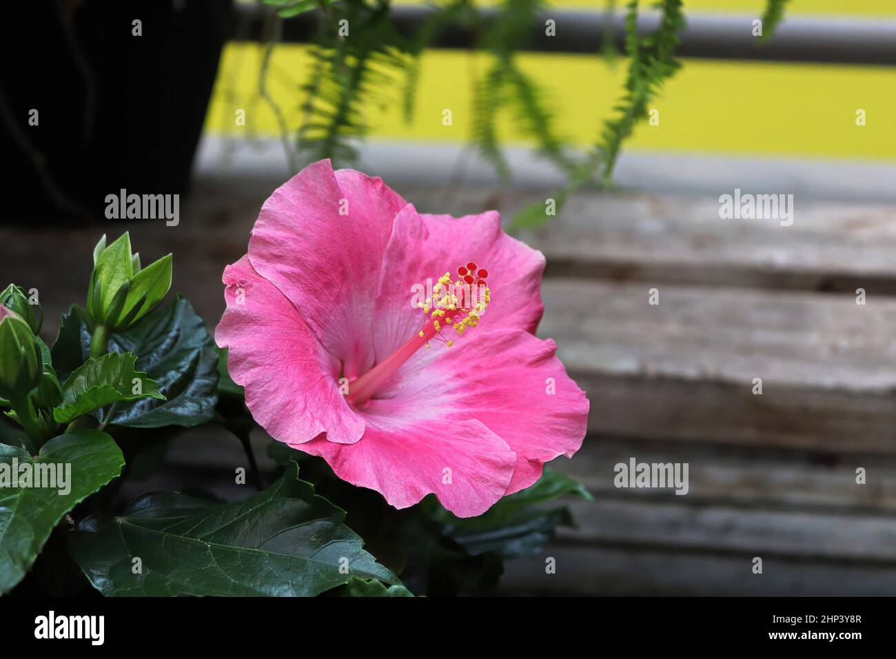Swamp delicate pink flowers hi-res stock photography and images - Alamy