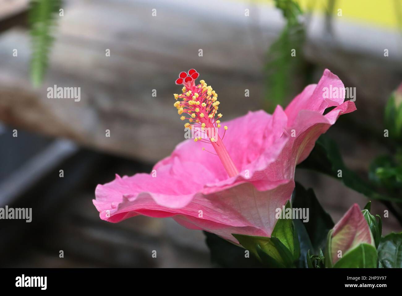 Side view of pink Hibiscus flowers in bloom Stock Photo - Alamy