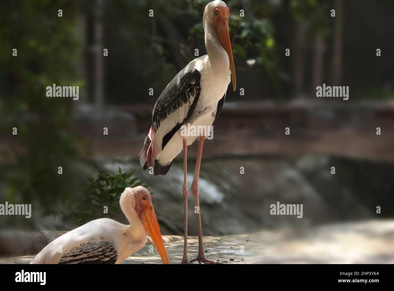 painted stork painted stork nature birds. with blur background Stock ...