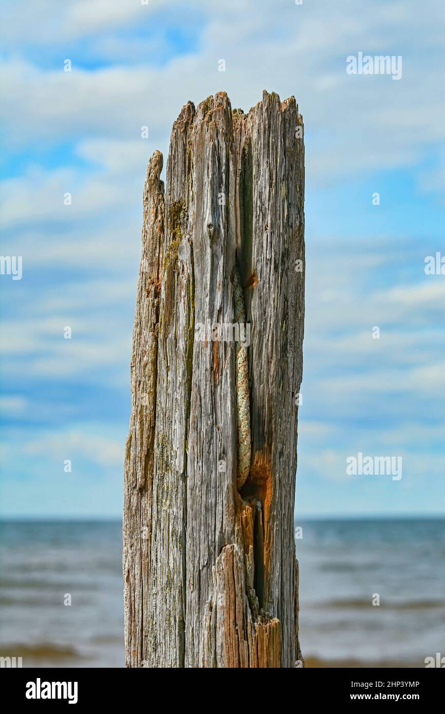 Cracked log hi-res stock photography and images - Alamy