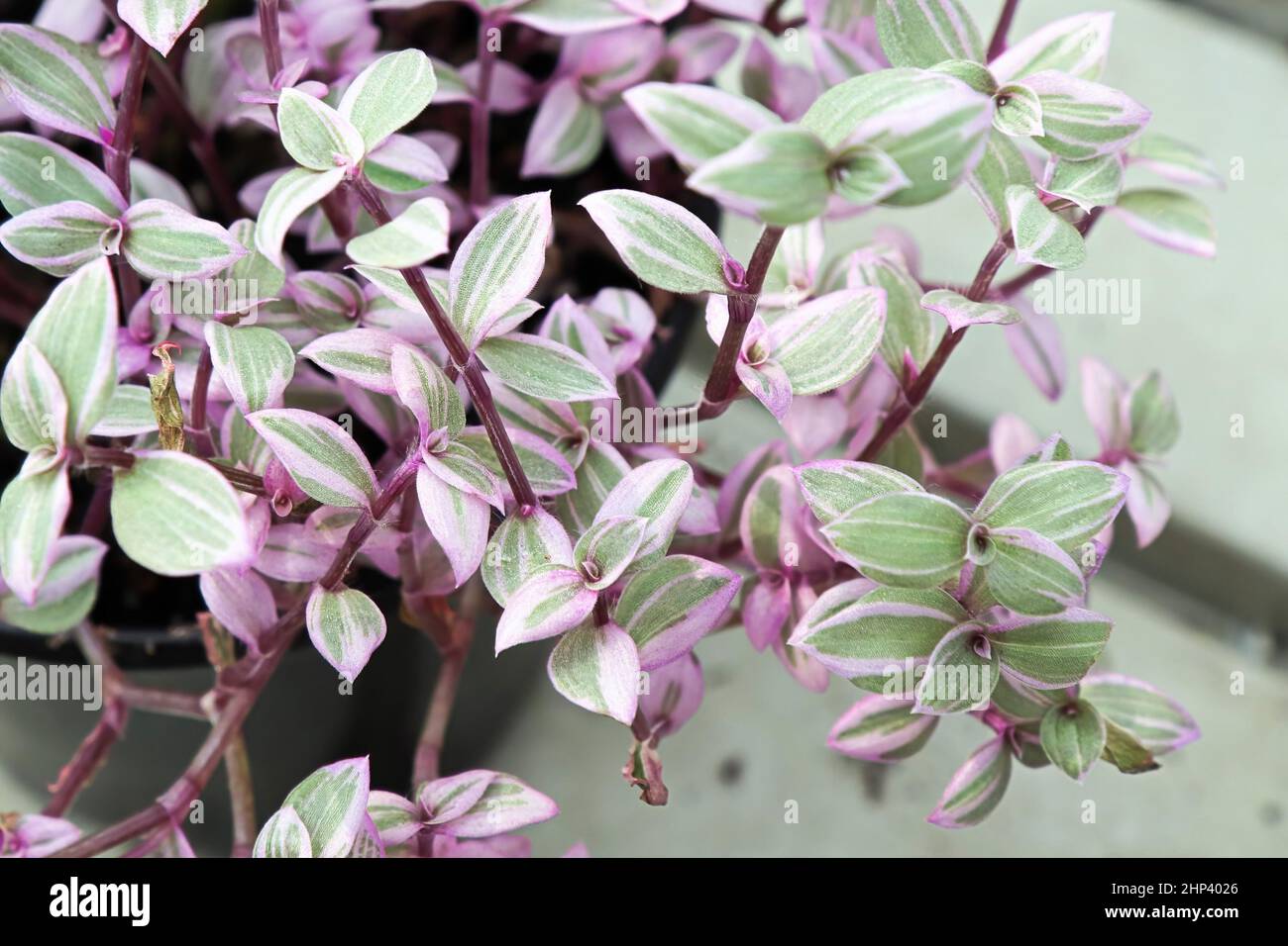 Macro of the leaves on a Callisia plant Stock Photo - Alamy