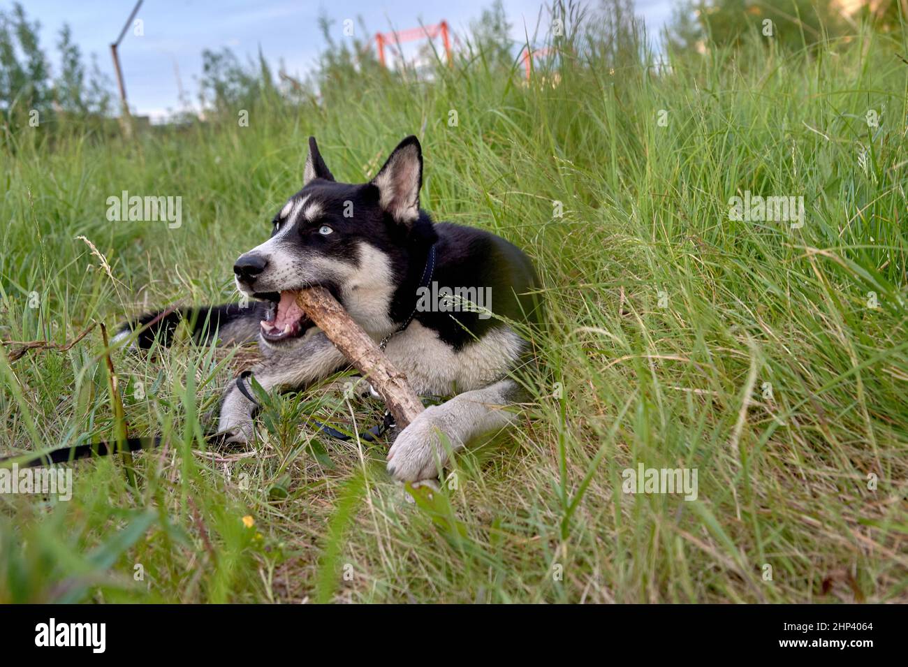 the husky is lying on the grass and gnawing on a stick. High quality ...