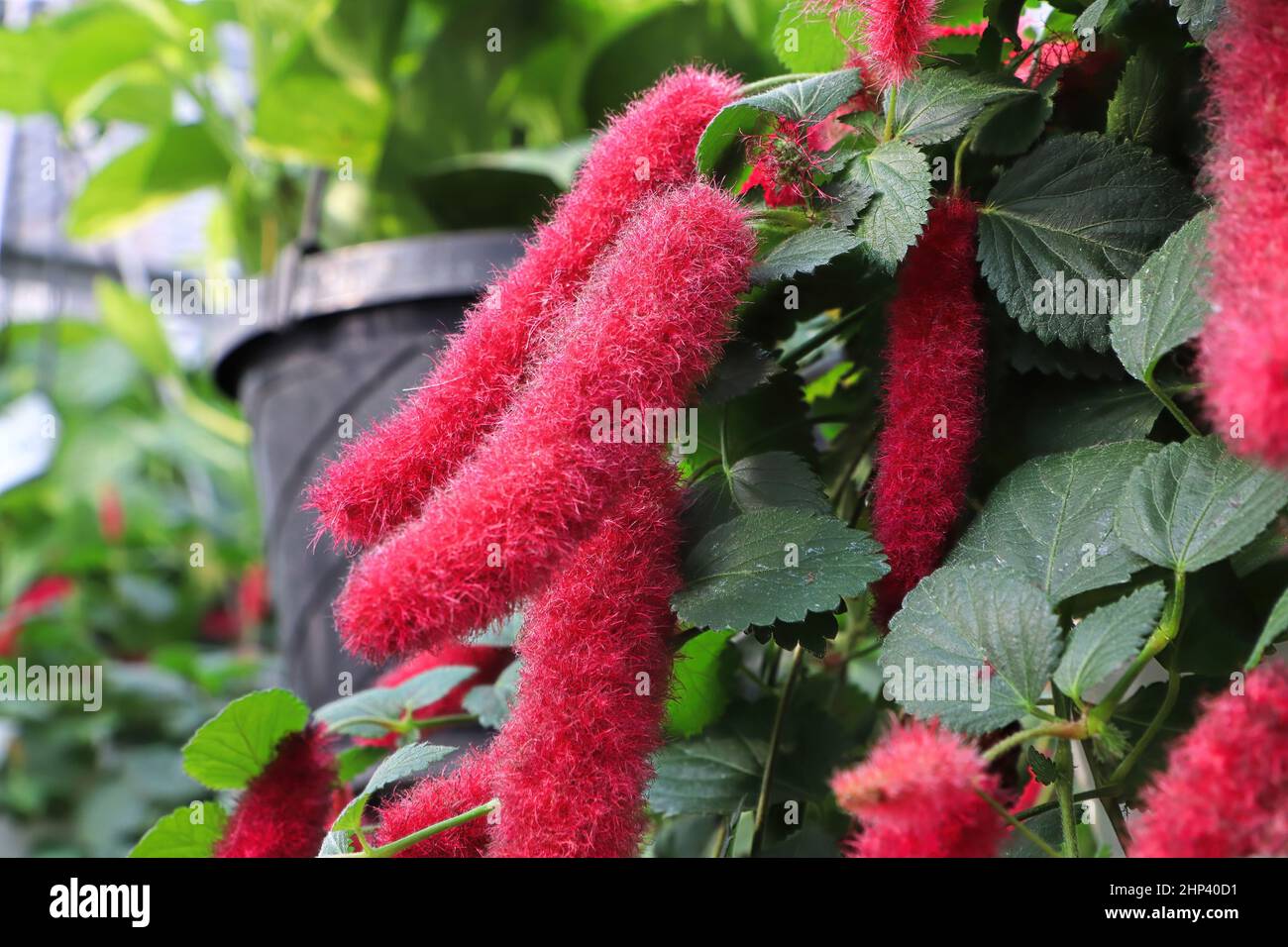 Fluffy tufts hi-res stock photography and images - Alamy