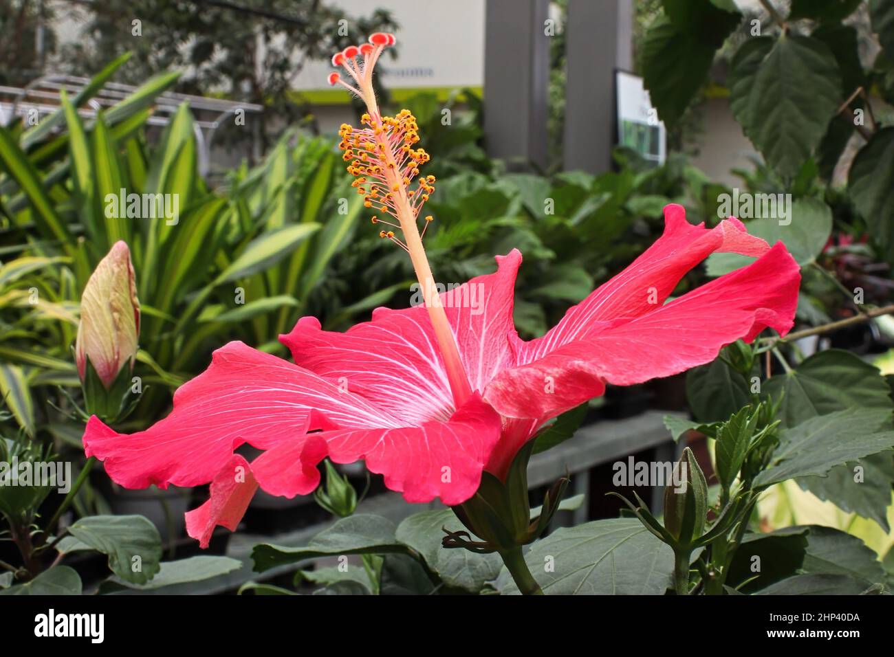 Side view of pink Hibiscus flowers in bloom Stock Photo - Alamy