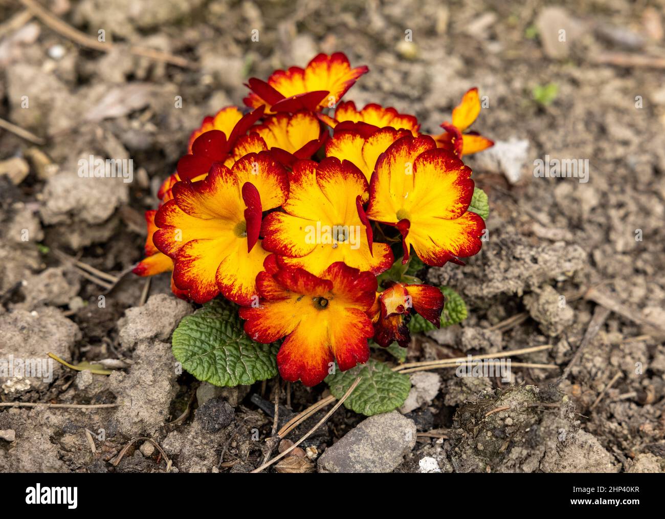 Orange and yellow English Primrose - Latin name - Primula Polyanthus ...