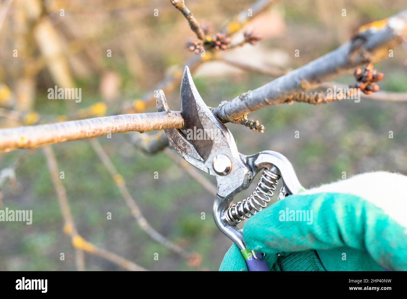 pruning twig of fruit tree with secateurs close up in country garden in ...