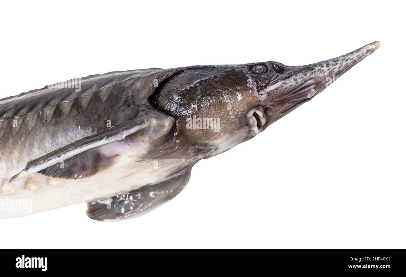 head with mouth of fresh sturgeon fish isolated on white background ...