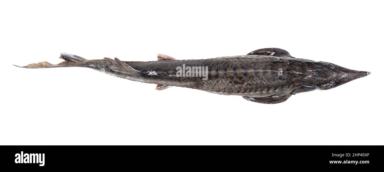 top view of fresh sturgeon fish isolated on white background Stock ...