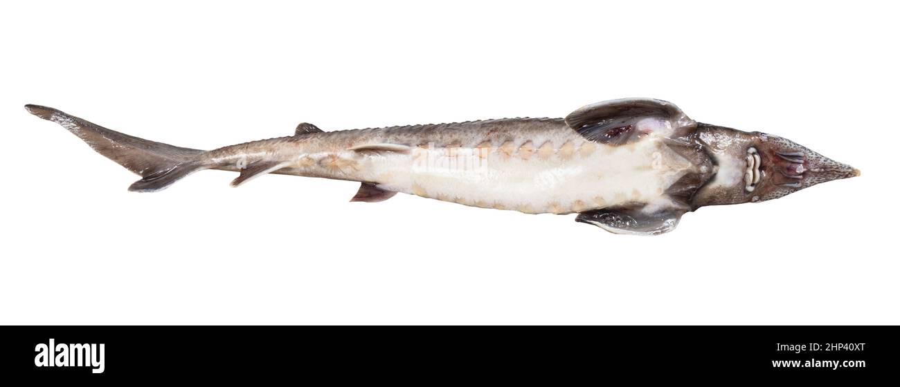 belly of fresh sturgeon fish isolated on white background Stock Photo ...