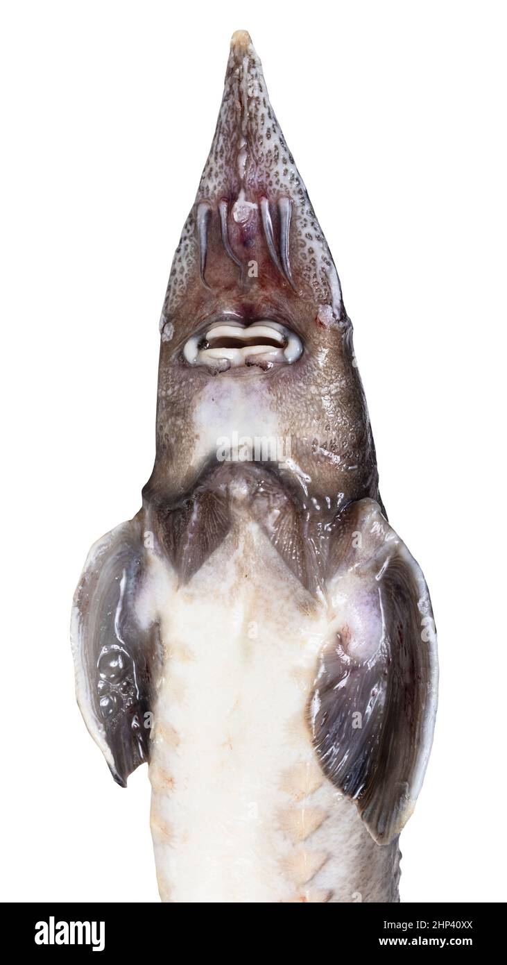 Sturgeon Fish Mouth