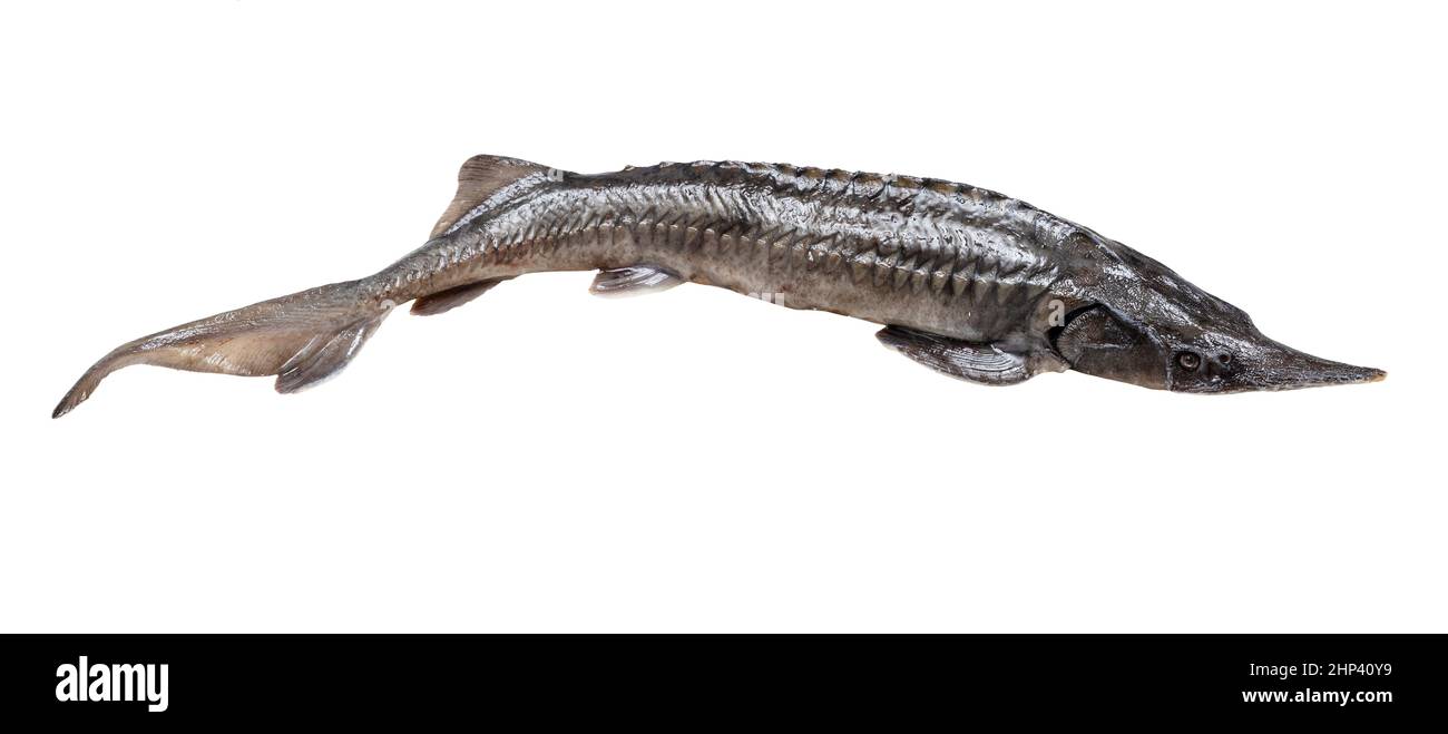 curved fresh sturgeon fish isolated on white background Stock Photo - Alamy
