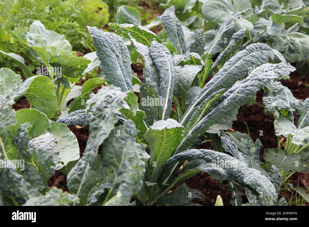 Kale cabbage. Tuscan kale or black kale plant. Winter cabbage also ...