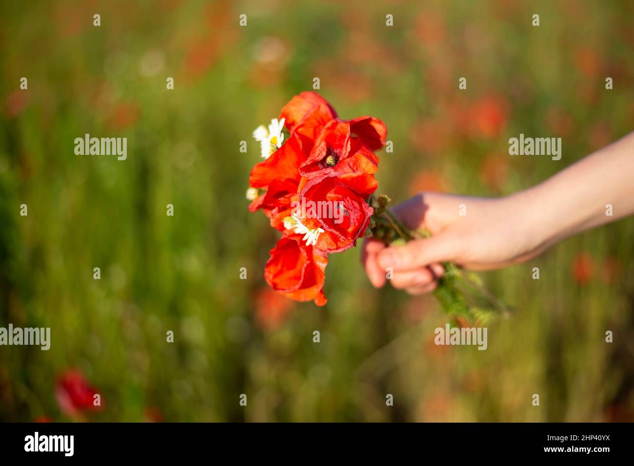 Hand holding poppy hi-res stock photography and images - Alamy