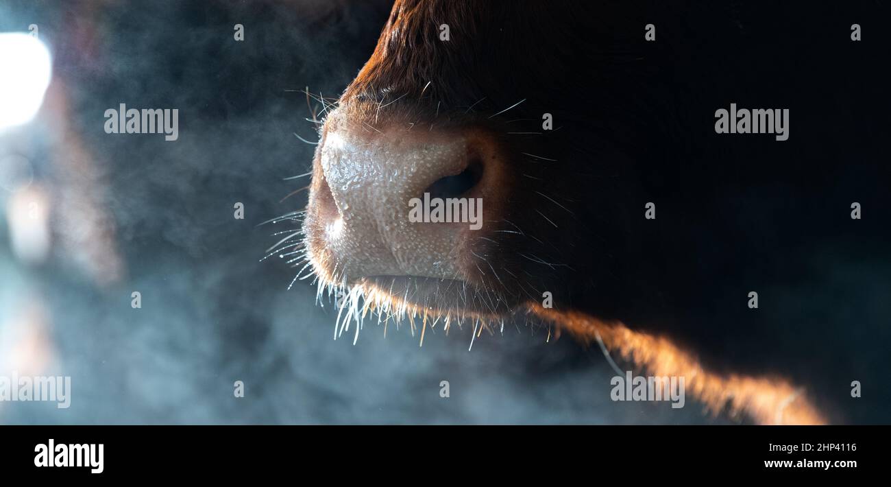 Cows breathe steaming on a cold winters morning. Scotland, UK Stock ...