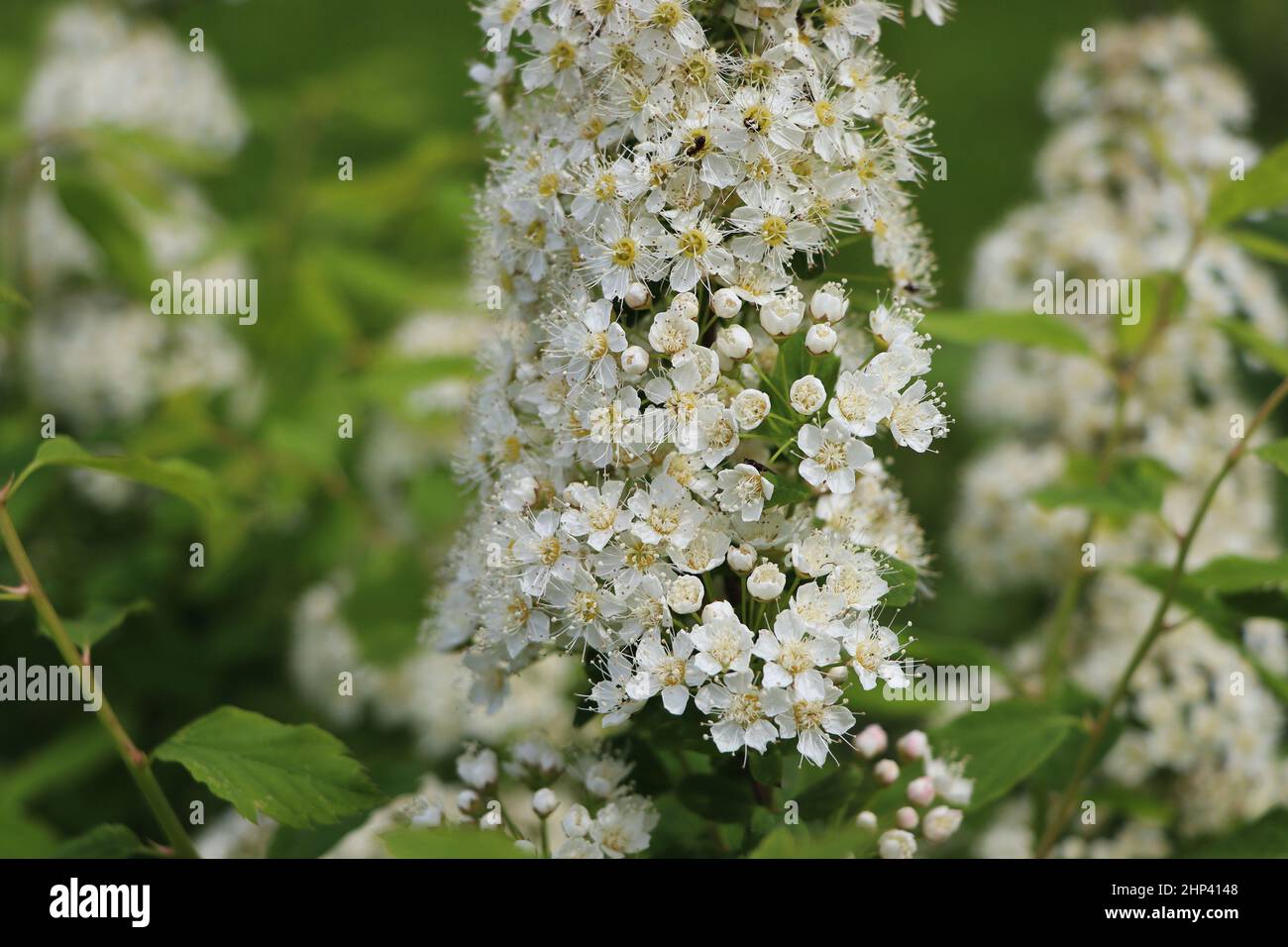 White flowering shrub background. Spiraea bush of the soft white ...