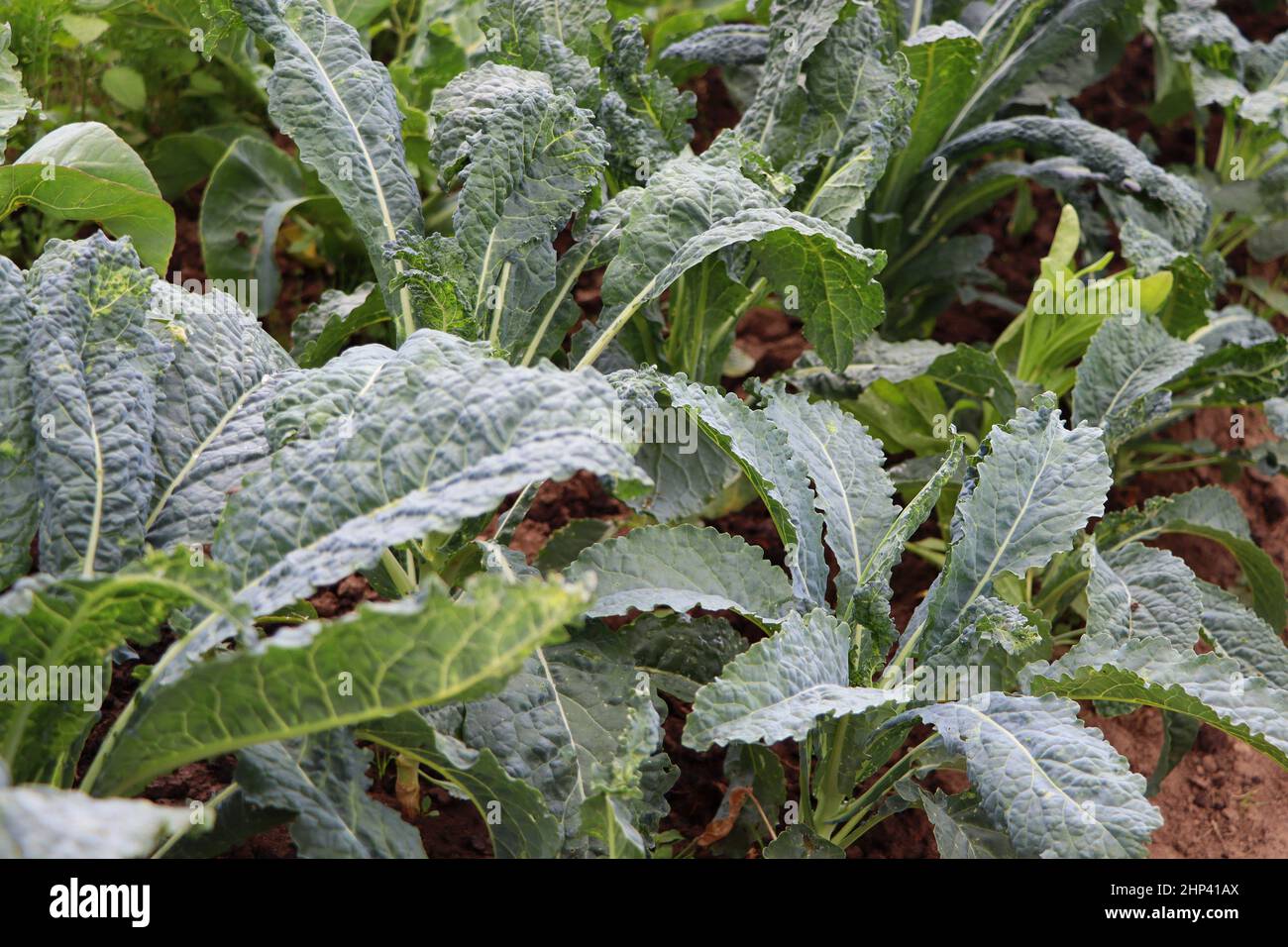 Kale cabbage. Tuscan kale or black kale plant. Winter cabbage also ...